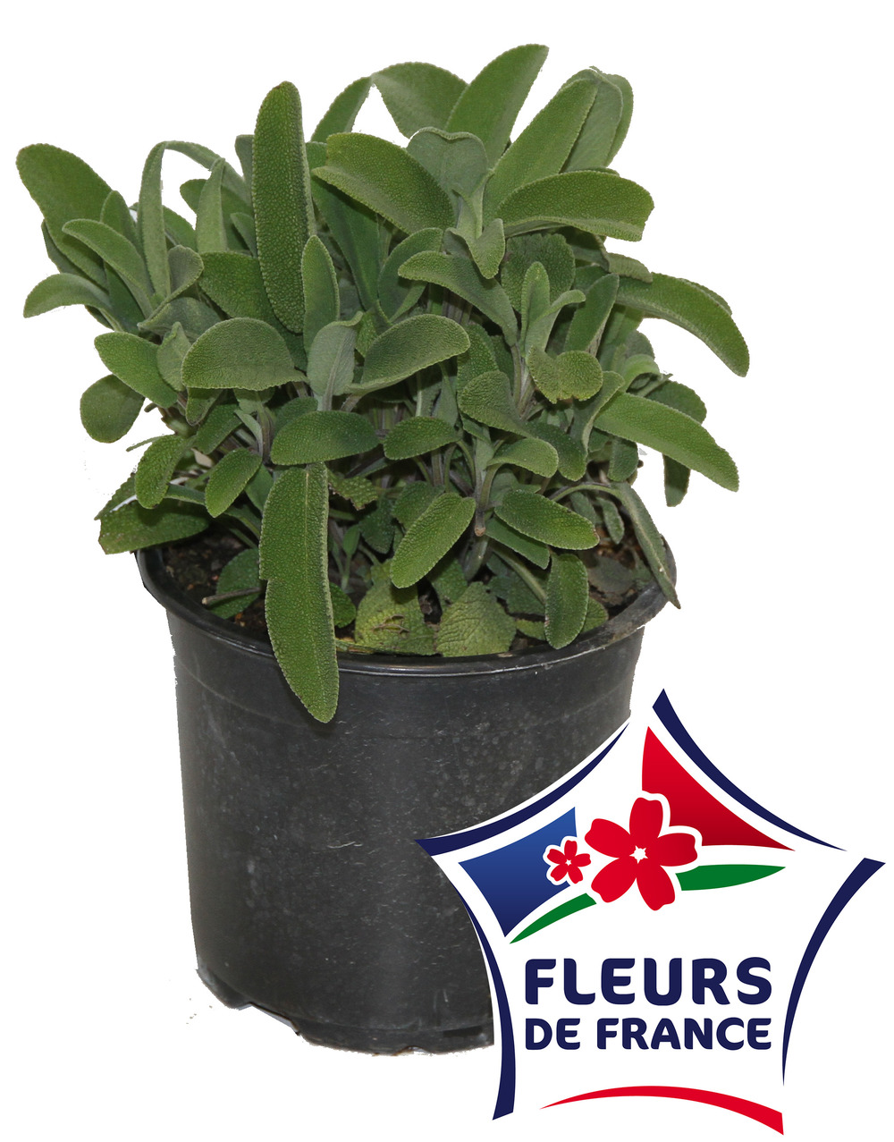 Sauge officinale pot 14 cm | Truffaut