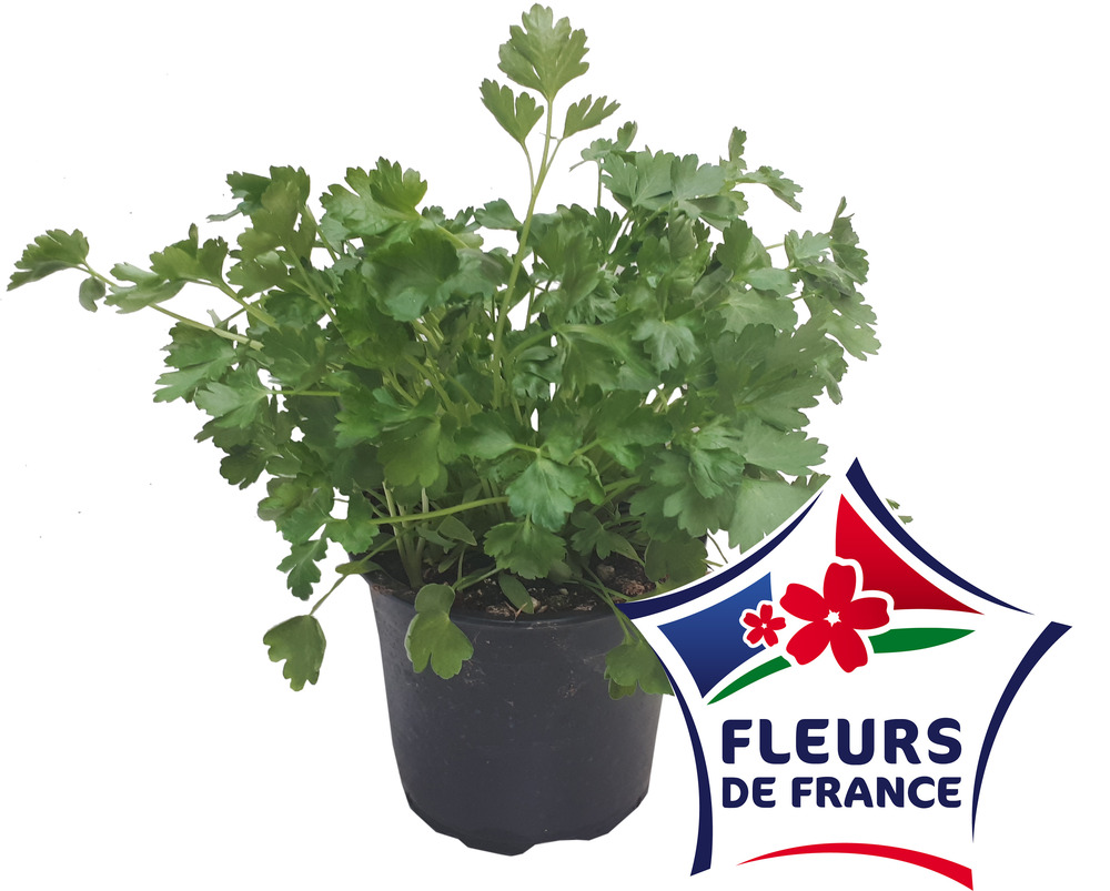 Persil plat pot 14 cm | Truffaut