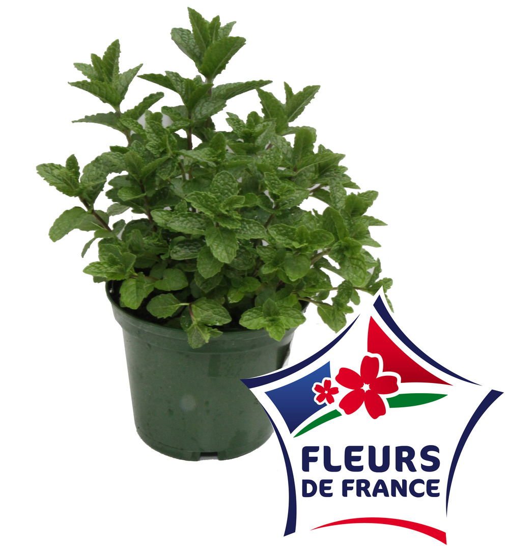 Menthe marocaine pot 14 cm | Truffaut