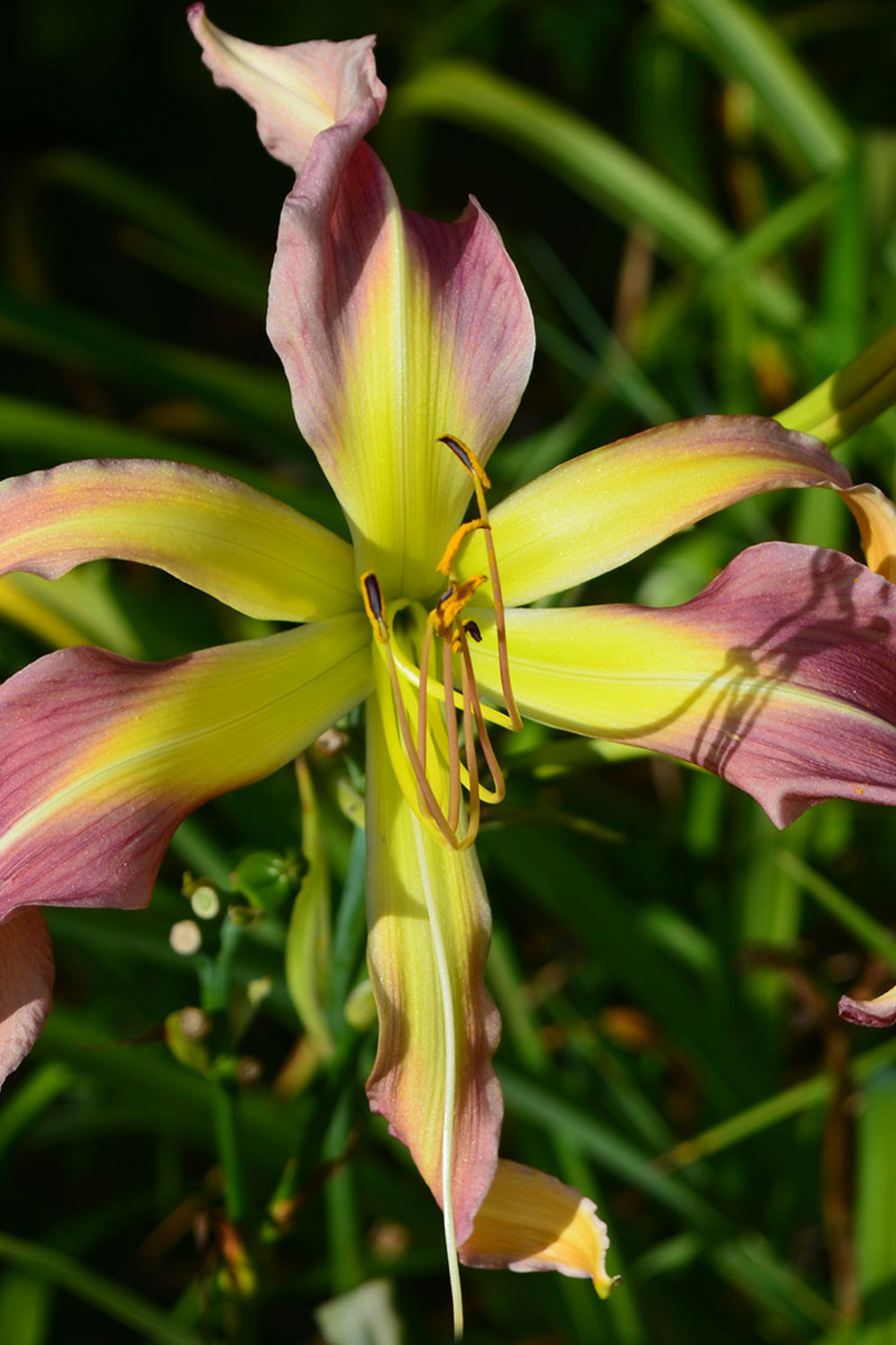 Hémérocalle 'blushing octopus' - en pot de 2 litres | Truffaut