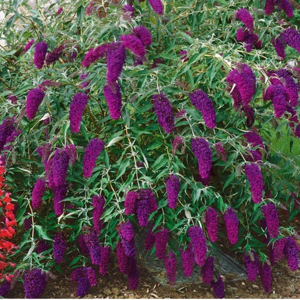 Buddleja davidii « nano purple » | Truffaut