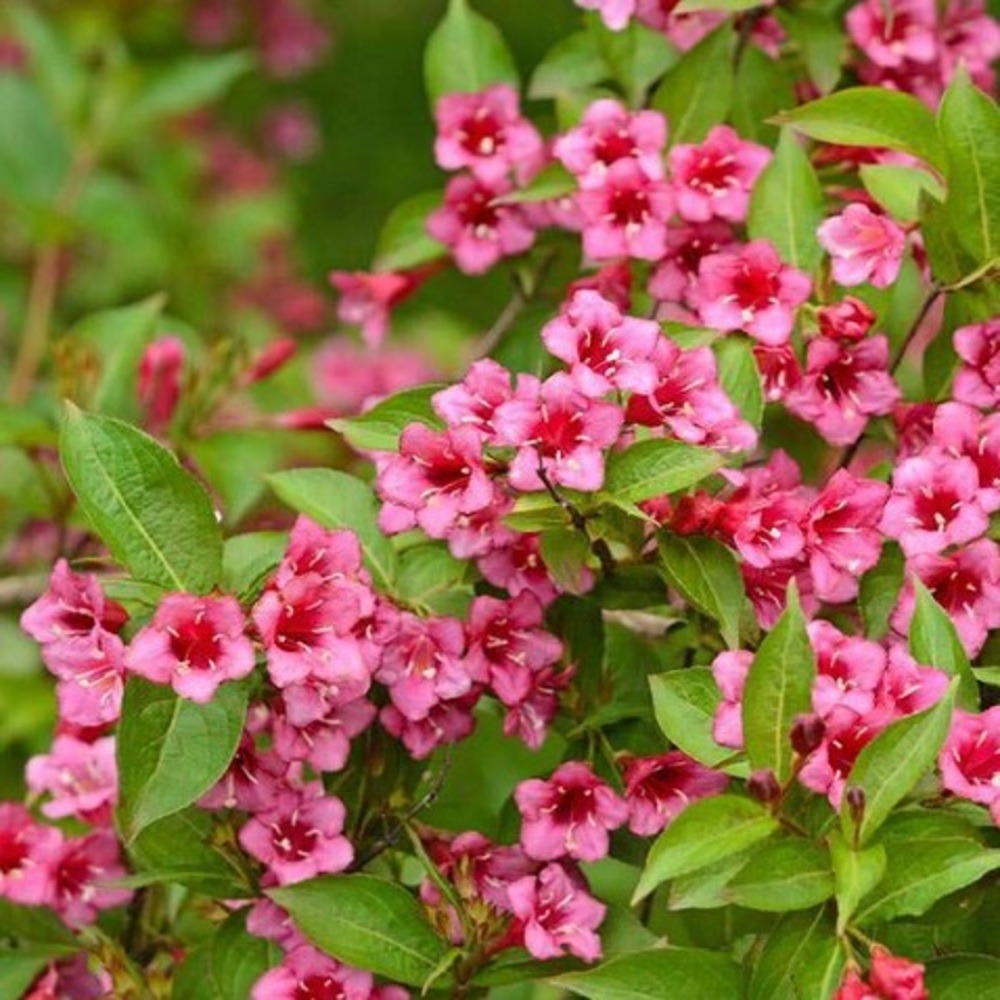 Weigela x stelzneri | Truffaut
