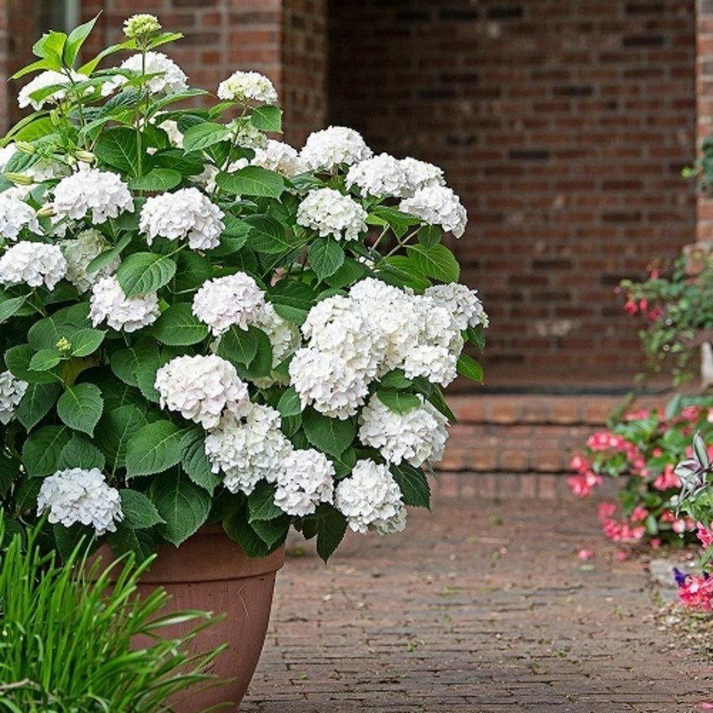 Hydrangea macrophylla blanc | Truffaut