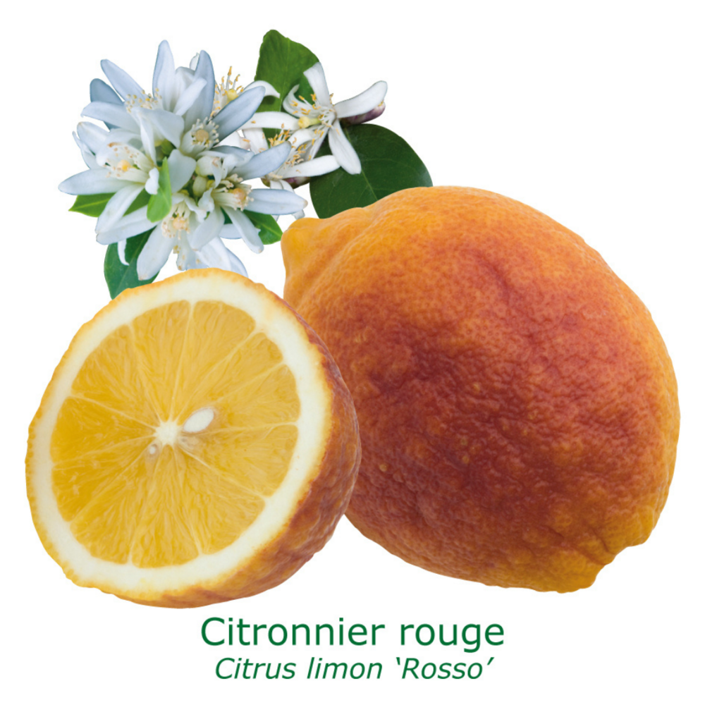 Citronnier rouge tailles:pot de 35 litres, hauteur 160/180 cm | Truffaut