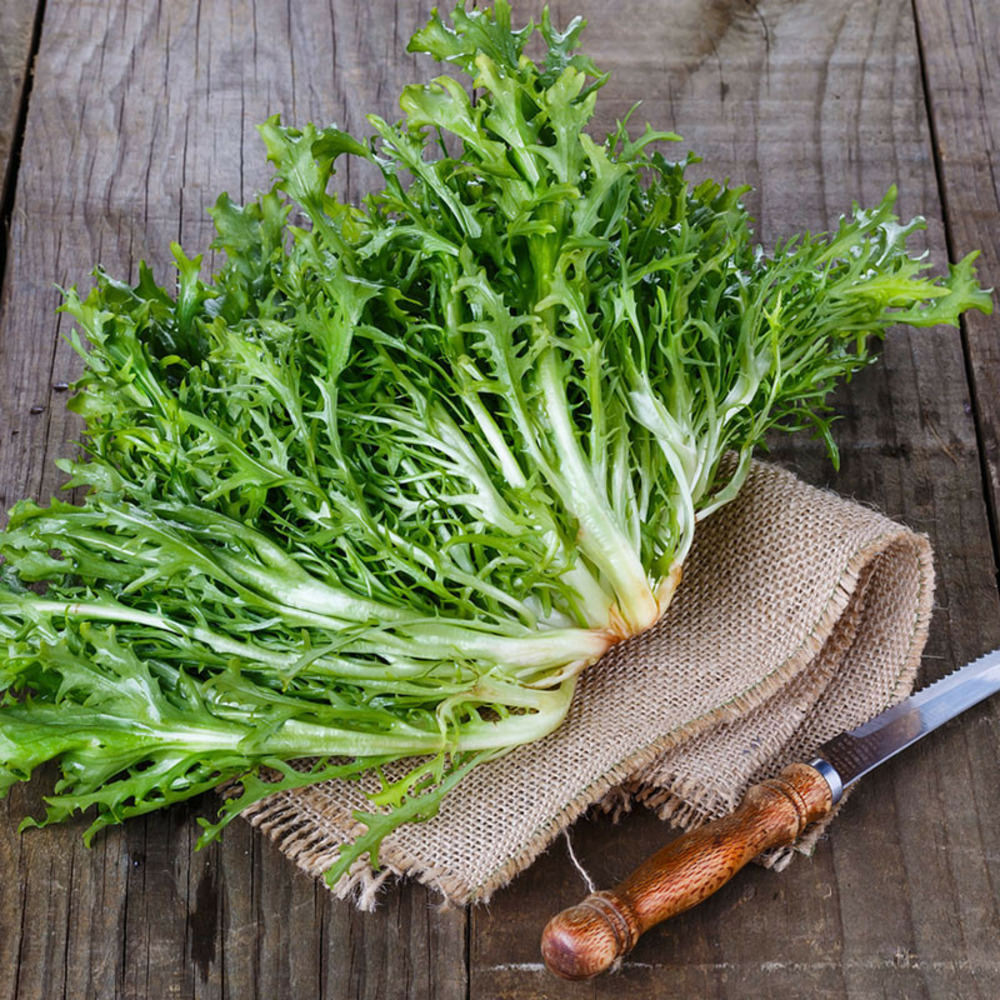 6 plants extra chicorée frisée glory | Truffaut