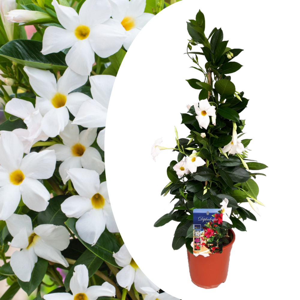 Mandeville mandeville "rio white" - dipladenia - pot 17cm - hauteur 60 ...