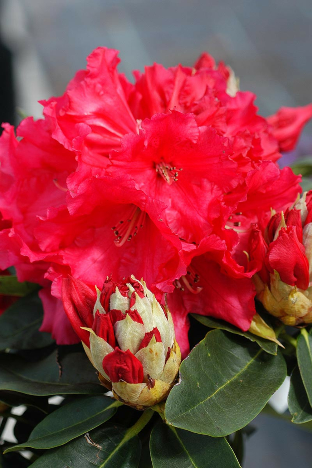 Rhododendron 'markeeta's prize' - en pot de 5 litres | Truffaut
