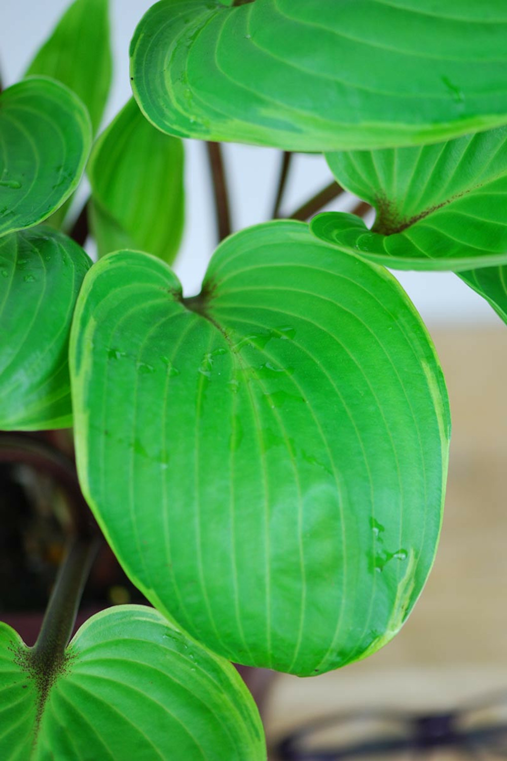 Hosta 'purple heart' - en pot de 3 litres | Truffaut