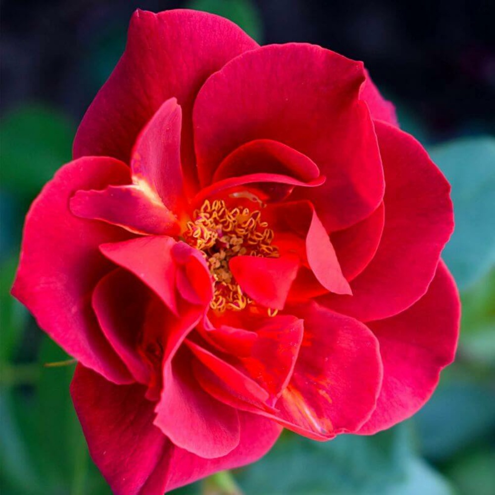 Rosier 'hot cocoa' - | Truffaut