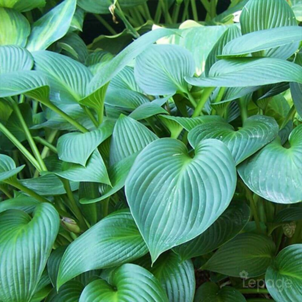 2 hostas 'devon green' (hosta 'devon green') - vendu par 2 - godet 8cm ...