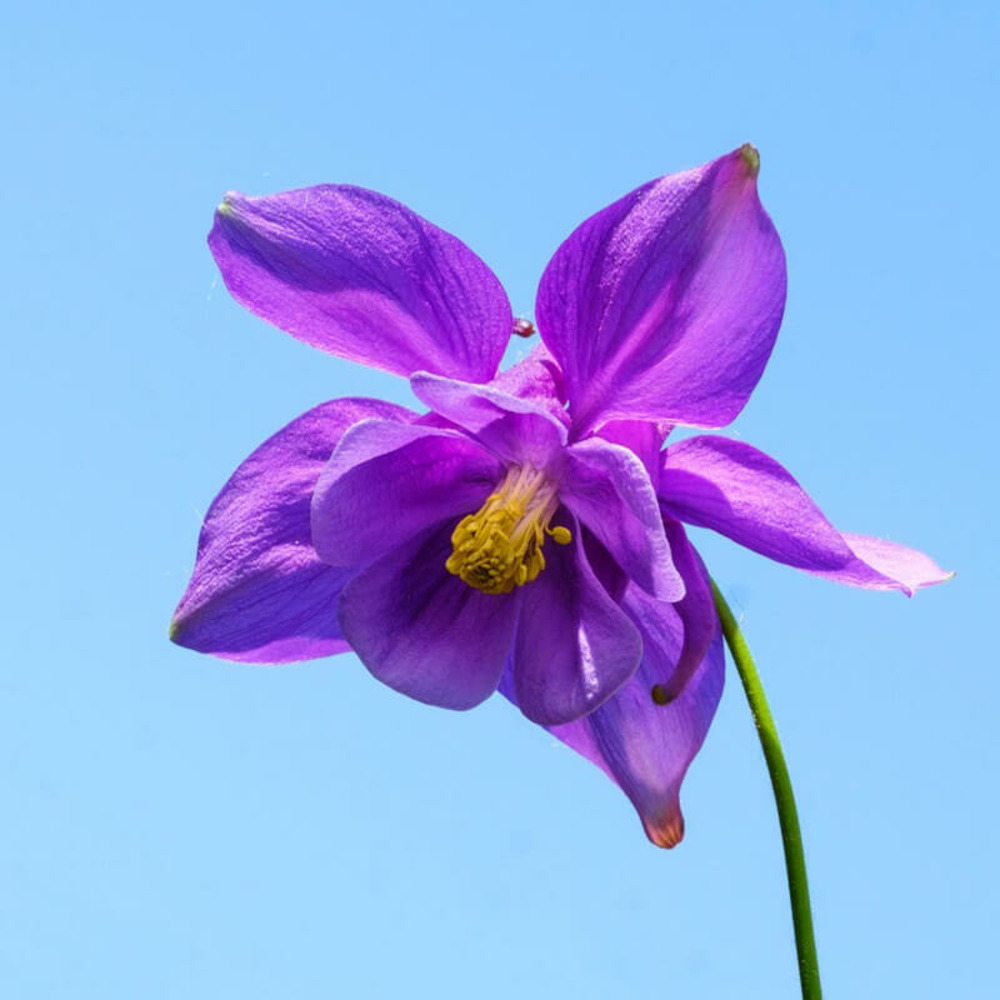 2 ancolies 'ministar' (aquilegia flabellata 'ministar') - vendu par 2 ...