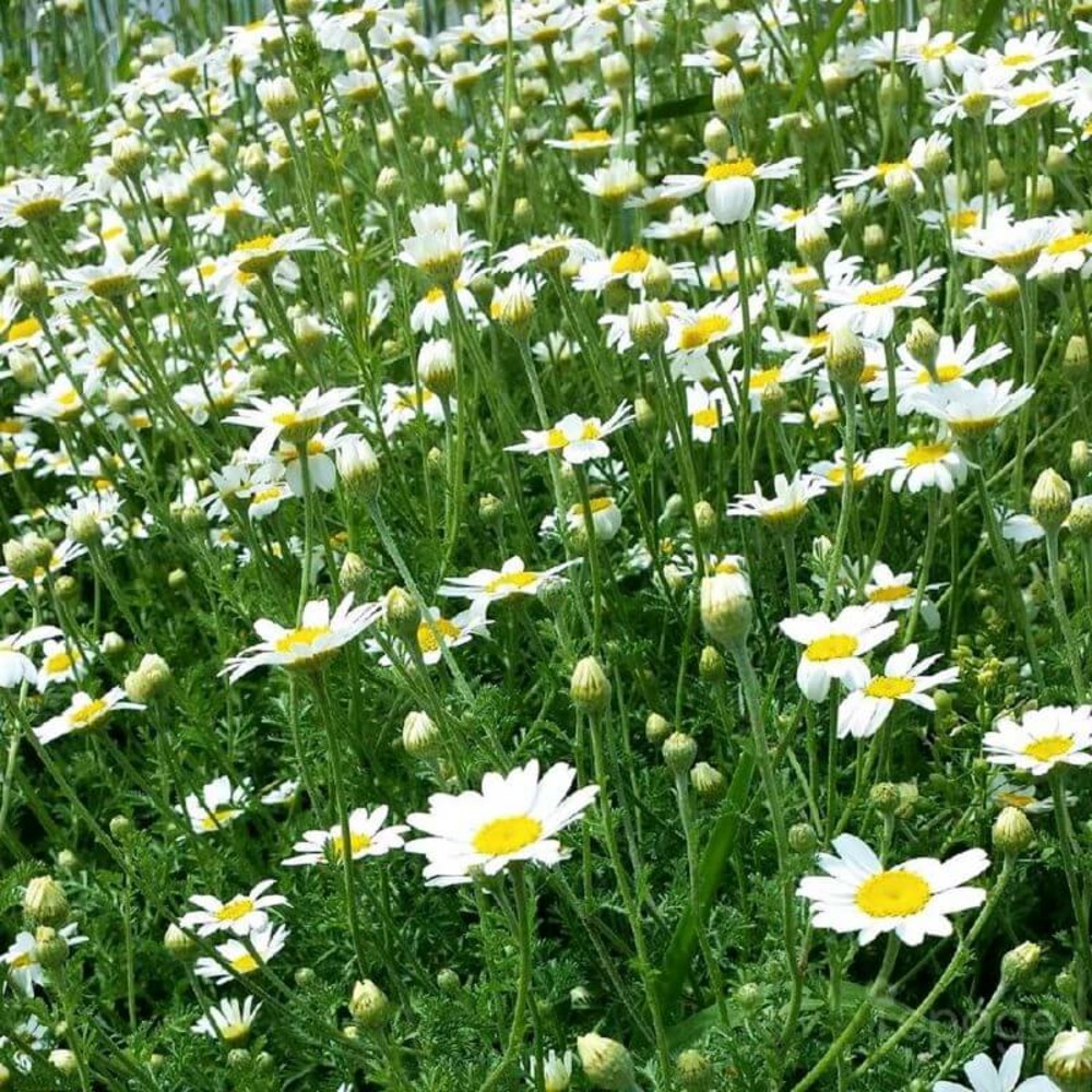 2 camomilles 'karpatenschnee' (anthemis carpatica 'karpatenschnee ...