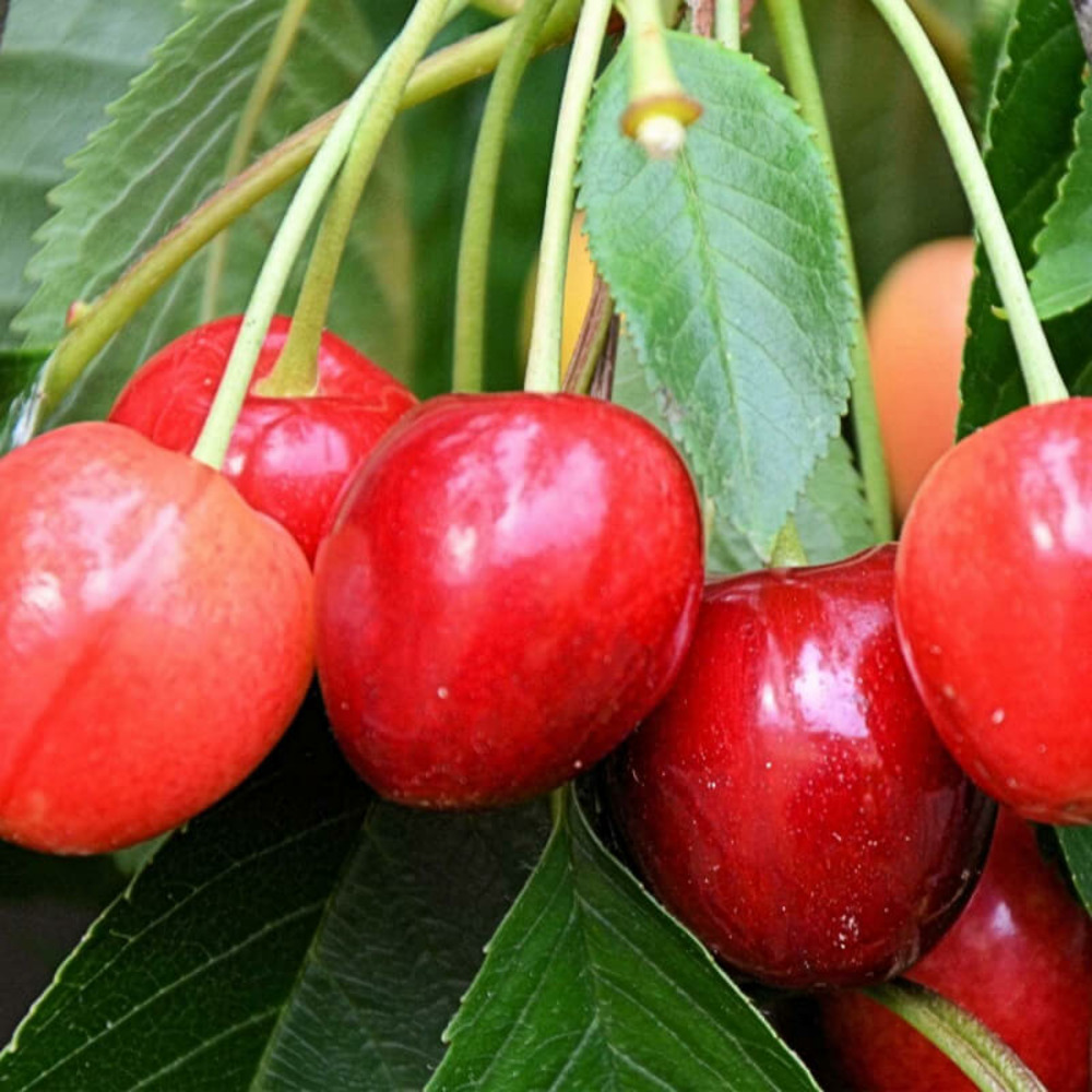 Cerisier 'bigarreau napoleon' - quenouille | Truffaut