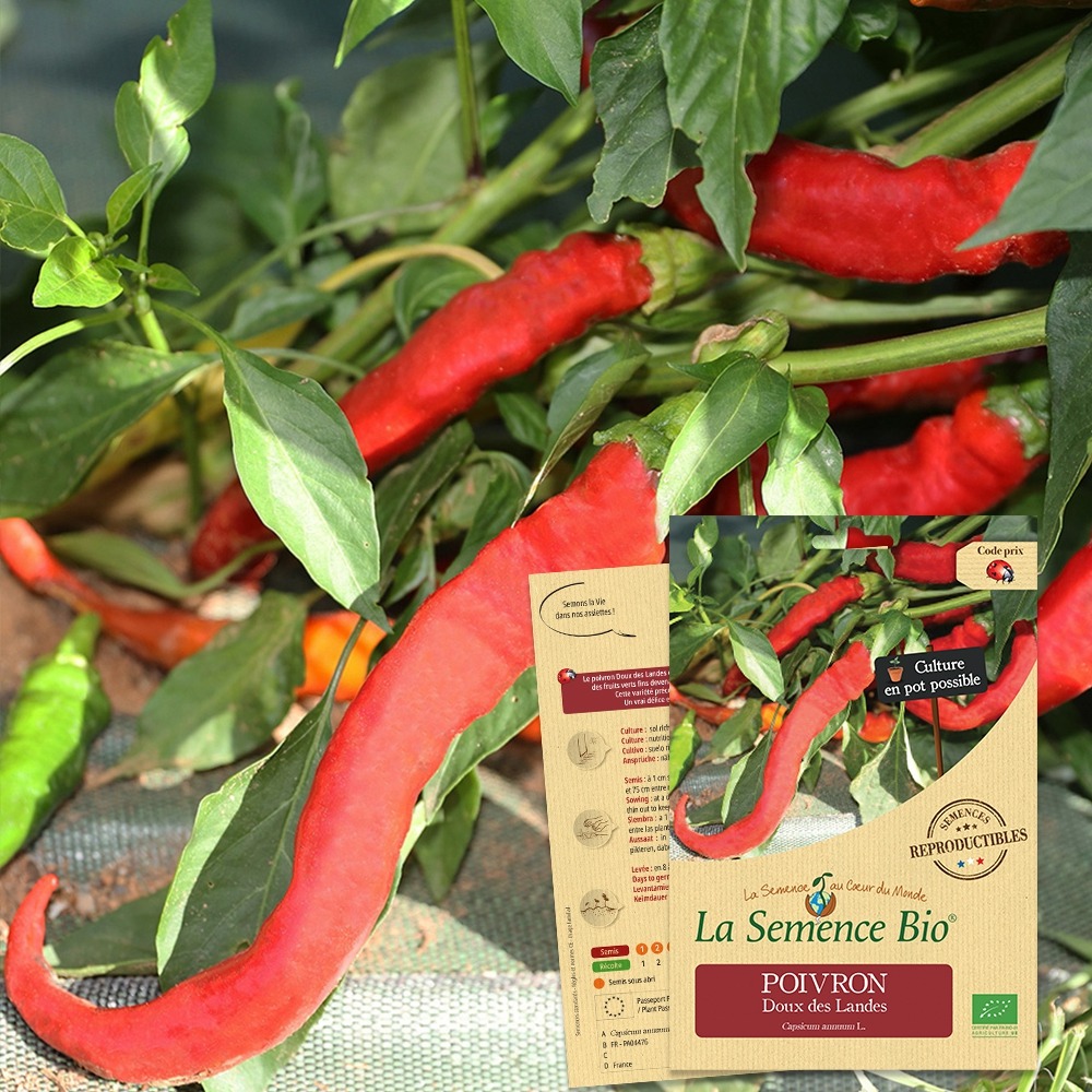 Poivron doux long des landes bio | Truffaut