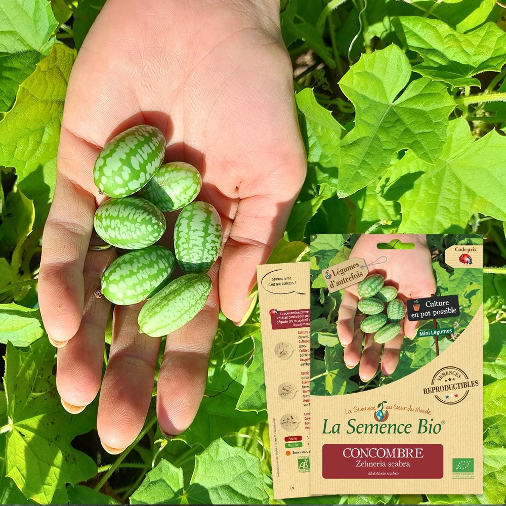 Concombre zehneria scabra bio | Truffaut