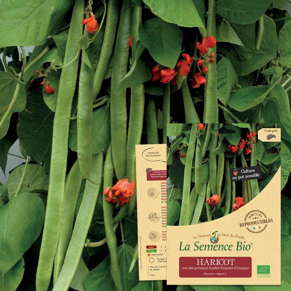 Haricot vert grimpant d'espagne scarlett emperor bio | Truffaut