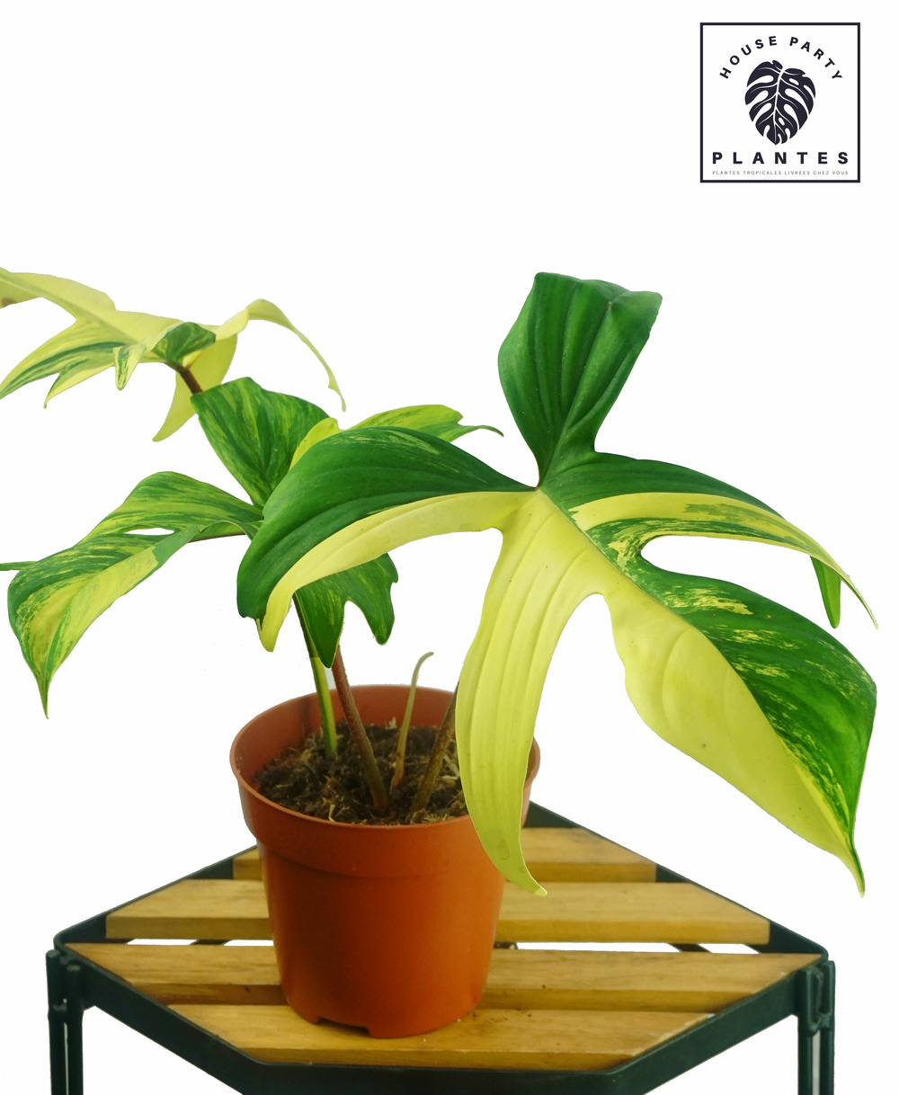 Philodendron florida beauty | Truffaut