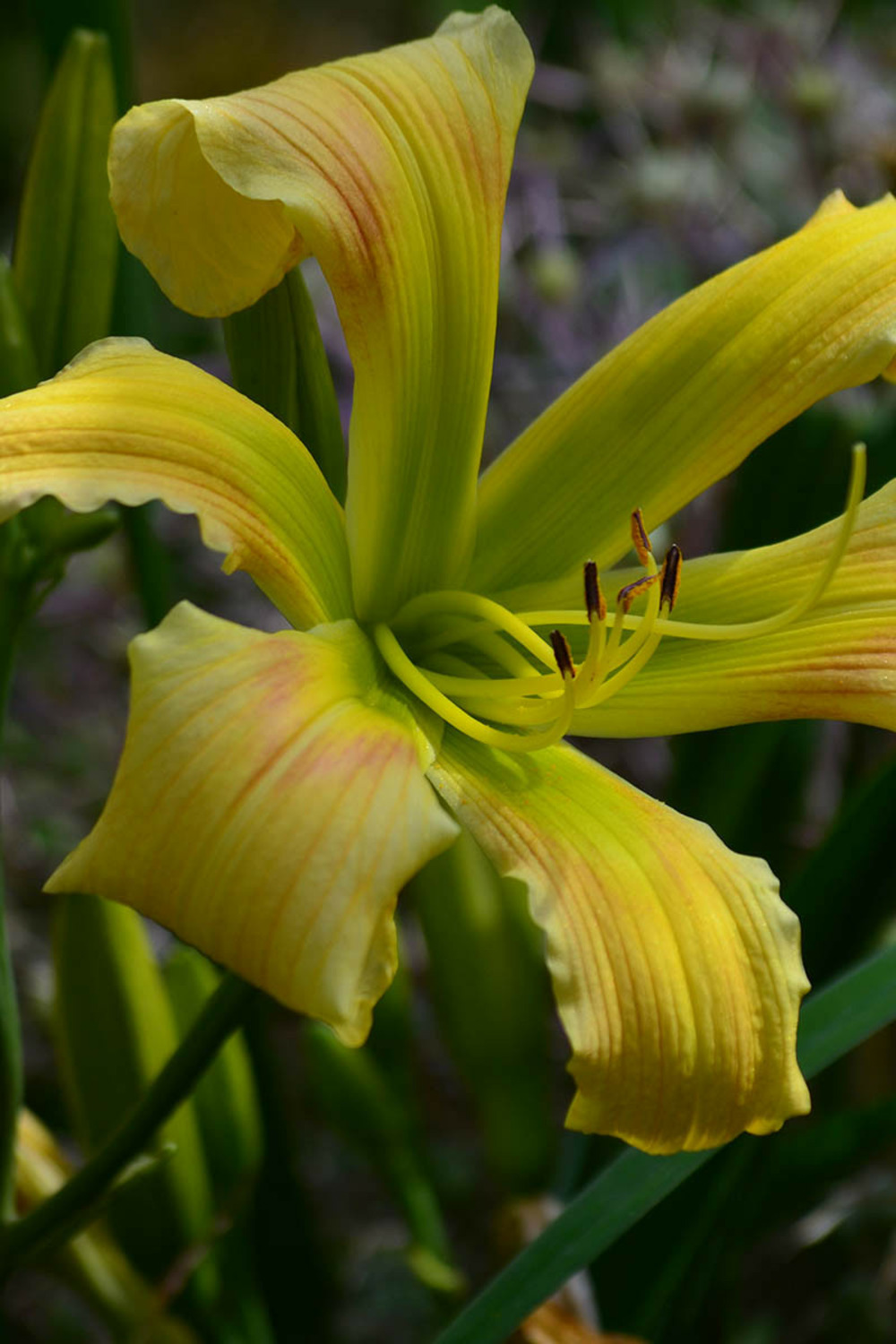 Hémérocalle 'green eyed liziard' - en pot de 2 litres | Truffaut