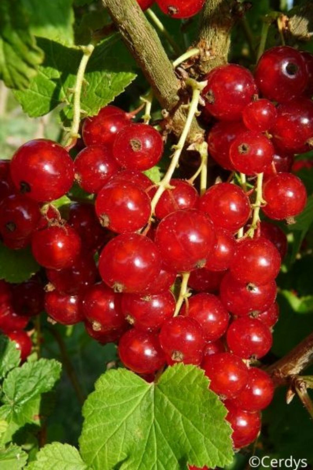 Groseillier 'jonkheer van tets' - 3l | Truffaut