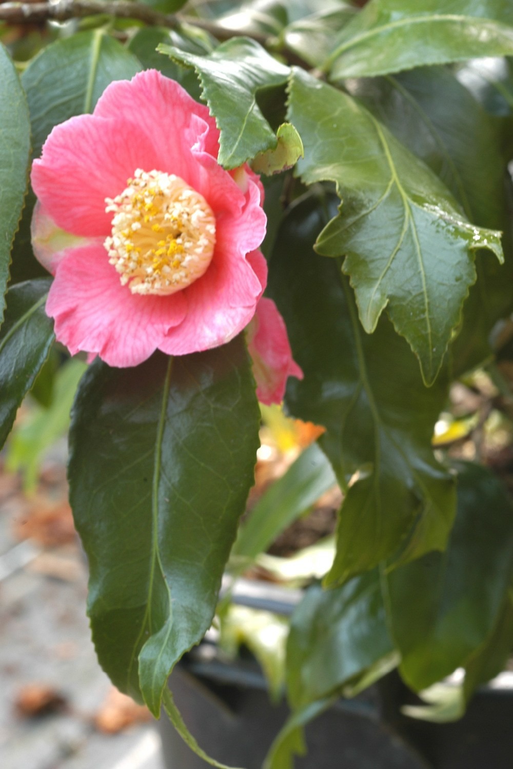 Camelia 'fishtail ' - 4l | Truffaut