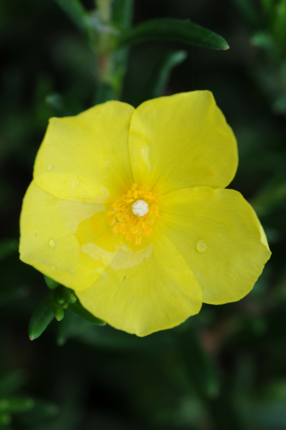 Halimium libanotis - 3l | Truffaut