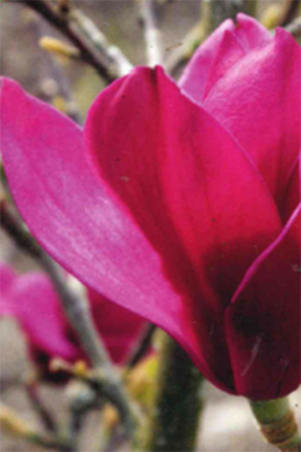 Magnolia 'pink pyramid' - 3l | Truffaut