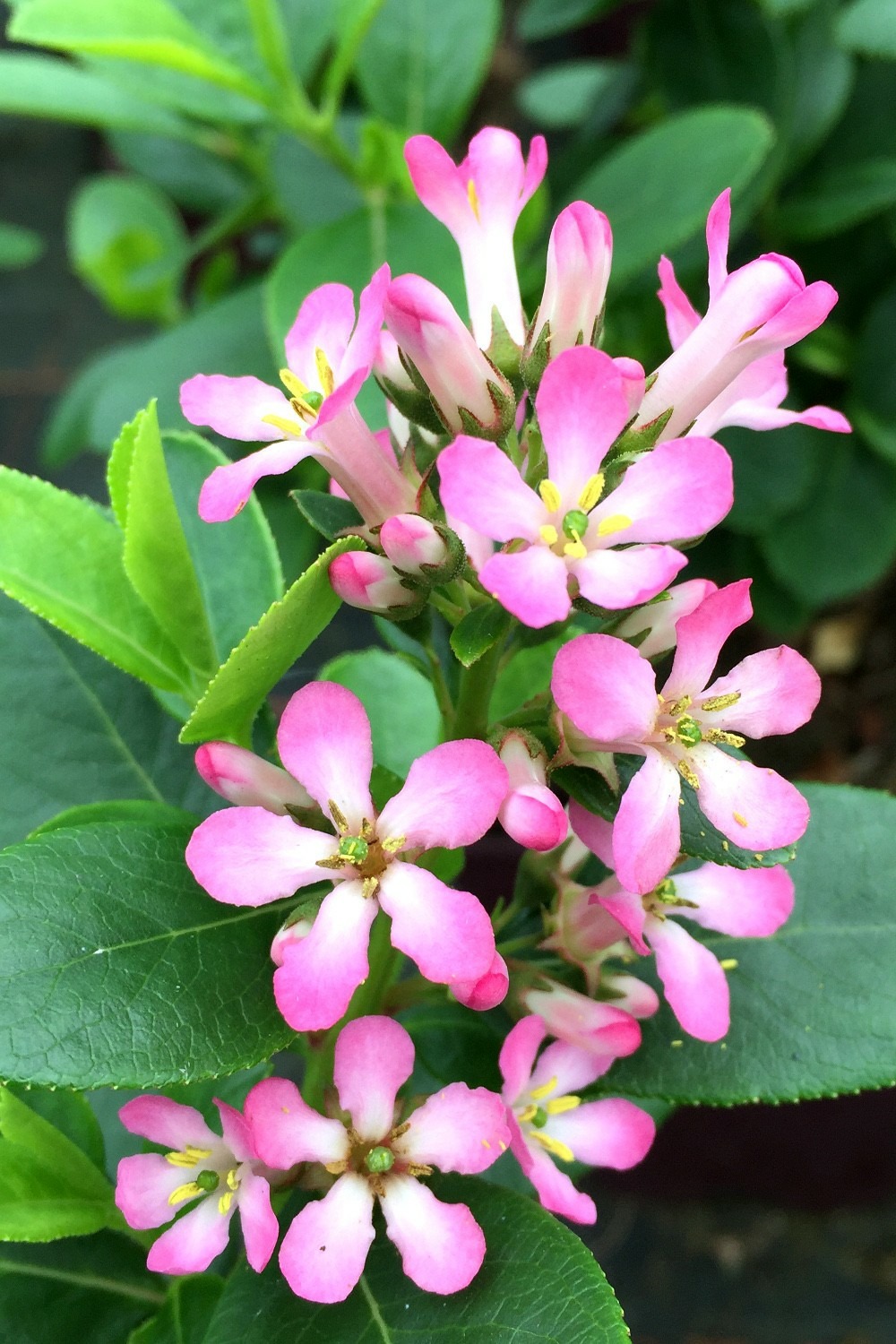 Escallonia 'pink elle ?' - 1l | Truffaut