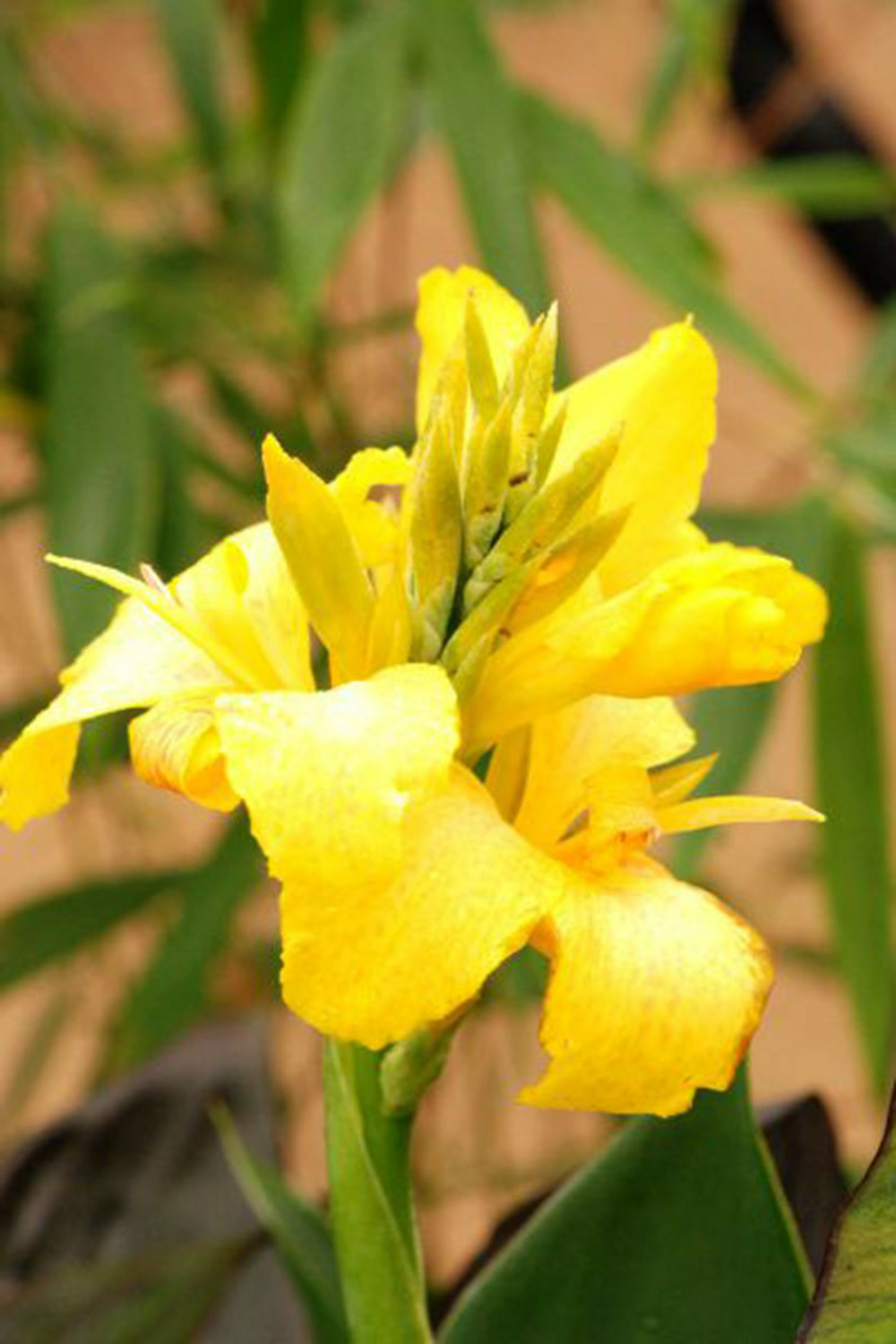 Canna 'yellow jaune' - 3l | Truffaut