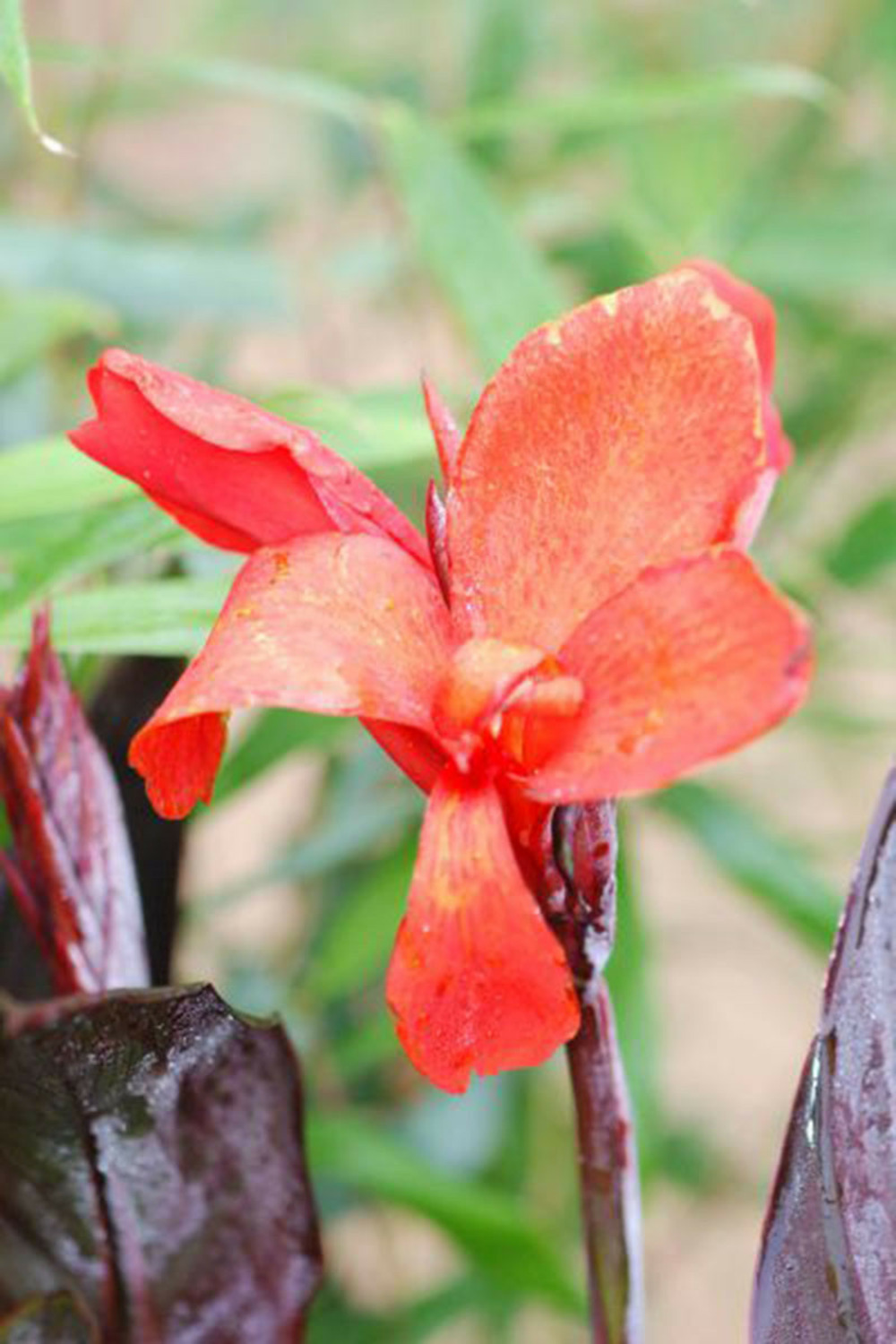 Canna 'bronze scarlet' - 3l | Truffaut