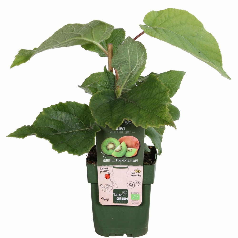 Kiwi (actinidia deliciosa) 'jenny' - ↨45cm - ø13 - arbuste fruitier ...