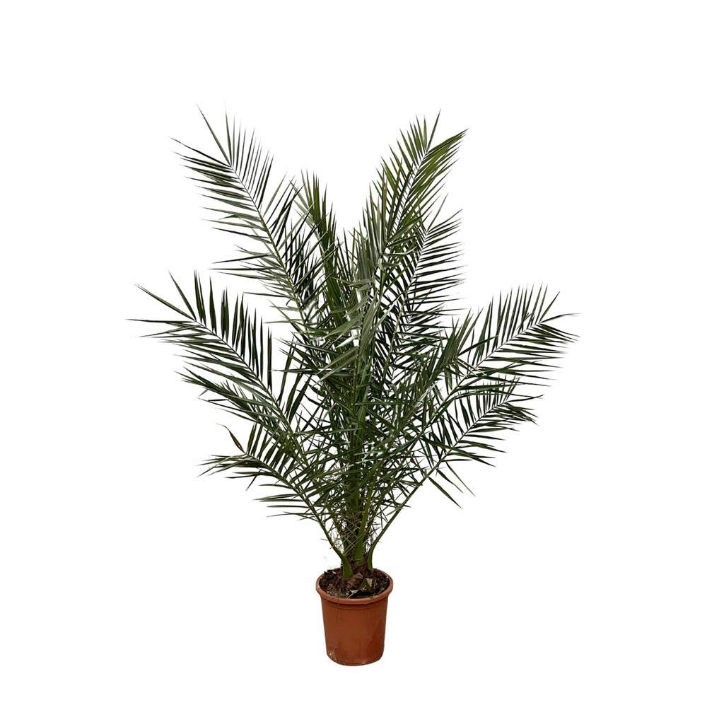 Phoenix canariensis - ↨180cm- ø25 - palmier d'extérieur | Truffaut