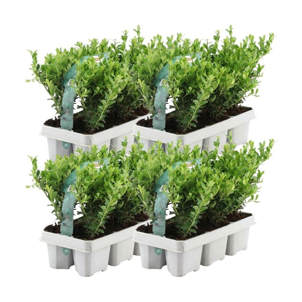 Ilex crenata 'jenny' - lot de 24 - ø7cm - ↕25 cm - plante de haie ...
