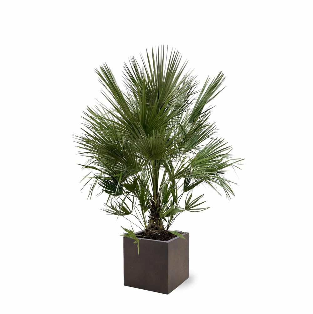 Chamaerops humilis et son pot antique fer rouillé - 200cm - palmier ...