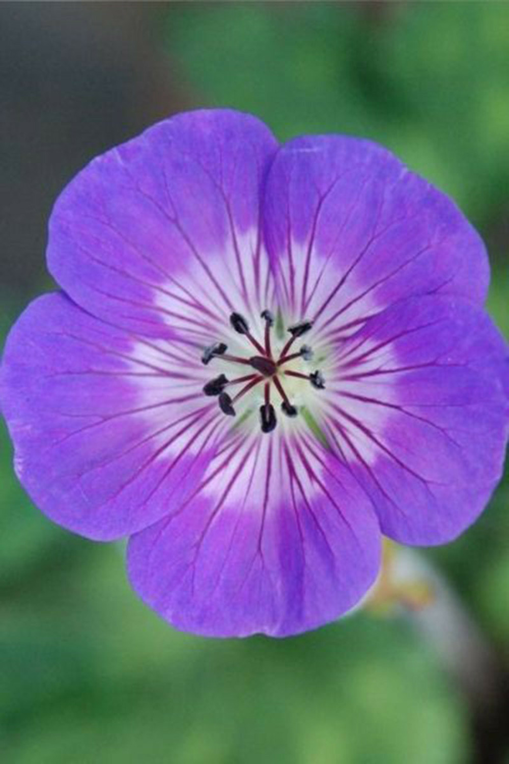 Géranium vivace 'sweet heidy' - 3l | Truffaut