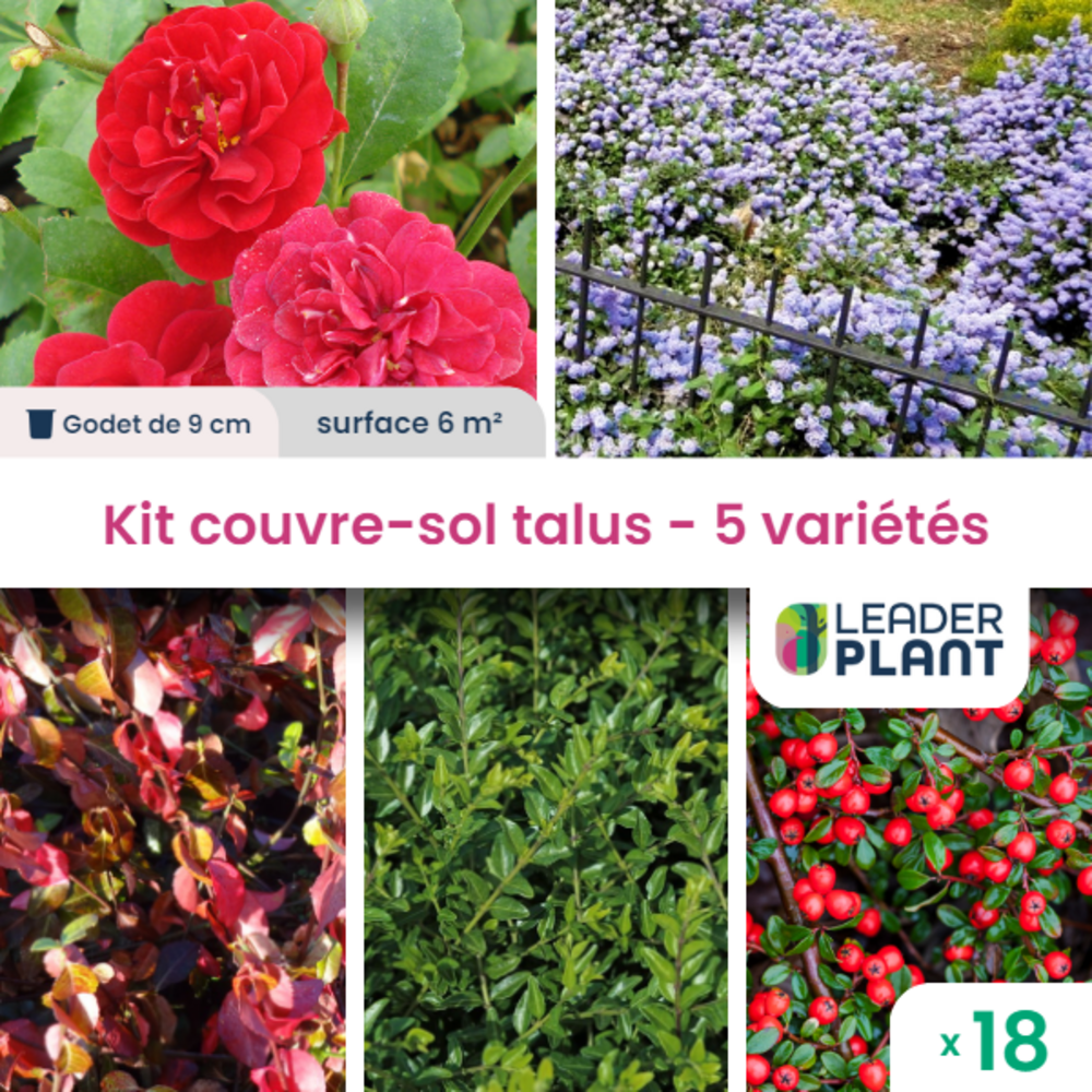 Kit couvre sols talus - 5 variétés - lot de 18 plants en godet | Truffaut