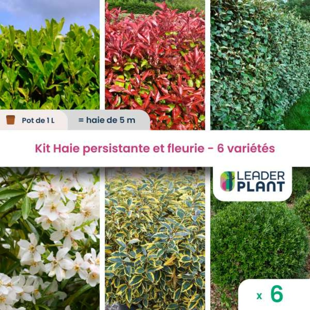 Kit haie persistante et fleurie - 6 variétés – lot de 6 plants en pot ...
