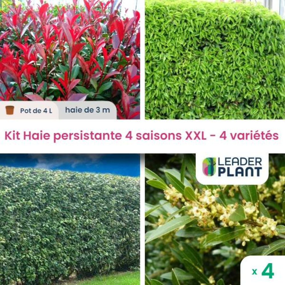 Haie persistante 4 saisons - lot de 4 plants en pot de 4 l | Truffaut
