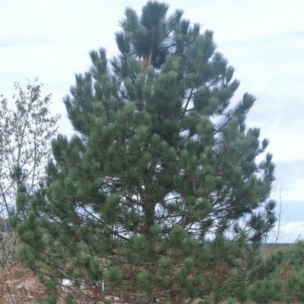 pinus laricio