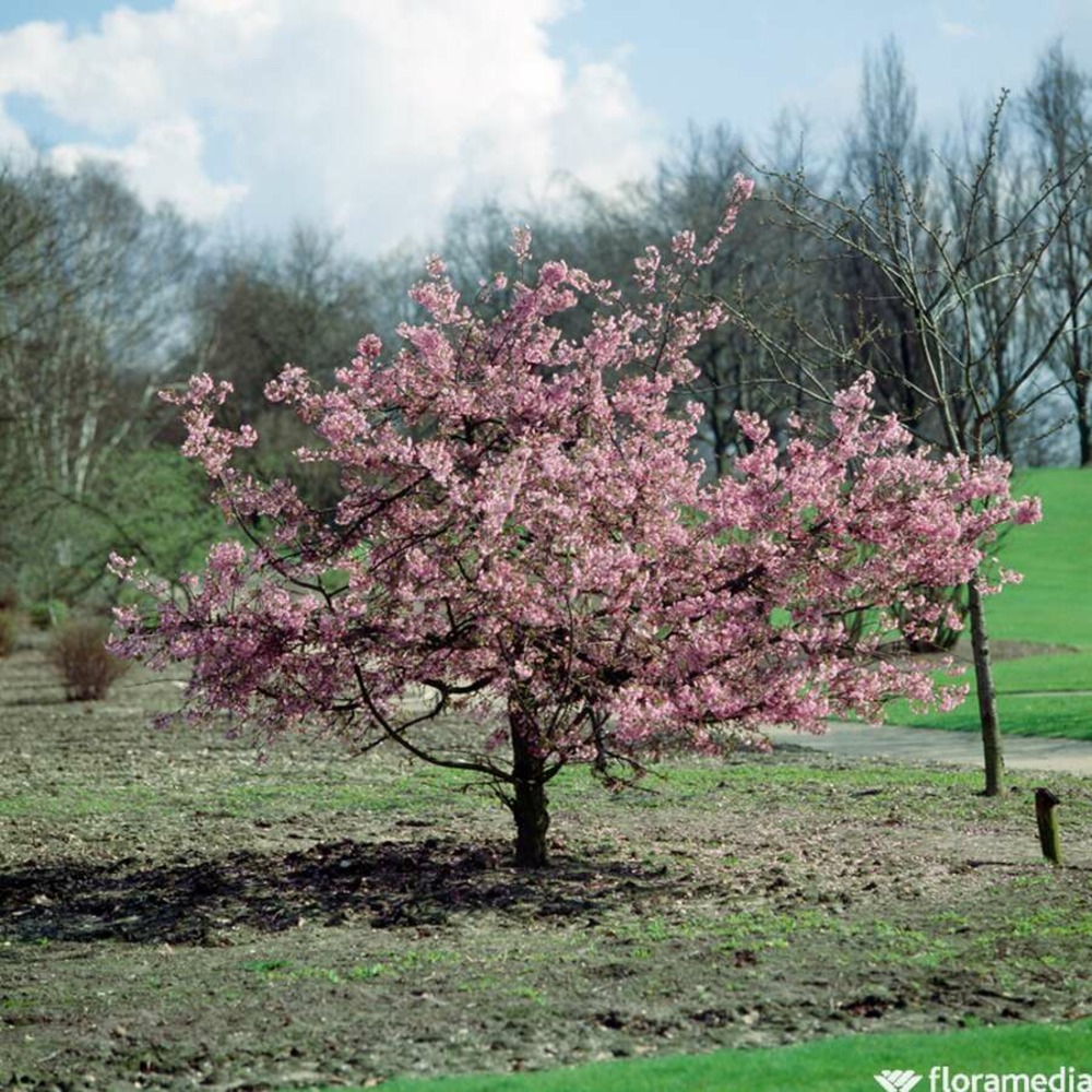 Prunus kursar c.15l | Truffaut