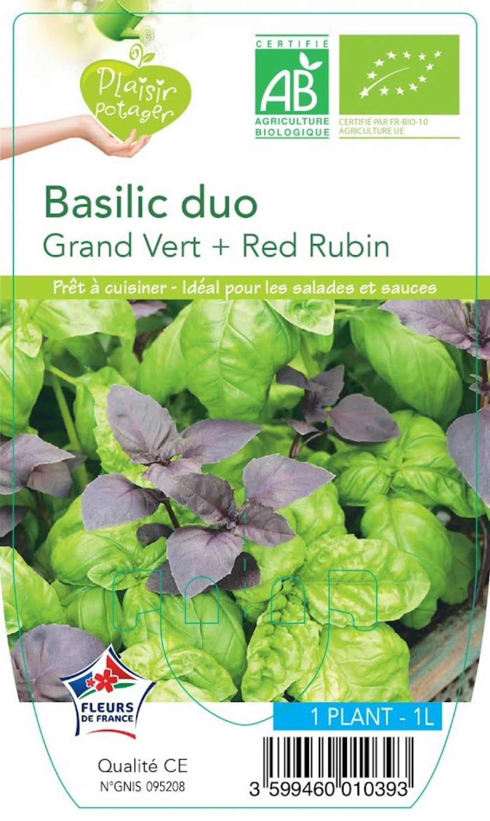 Basilic duo (grand vert + pourpre) plante ab pot 1l - plant d ...