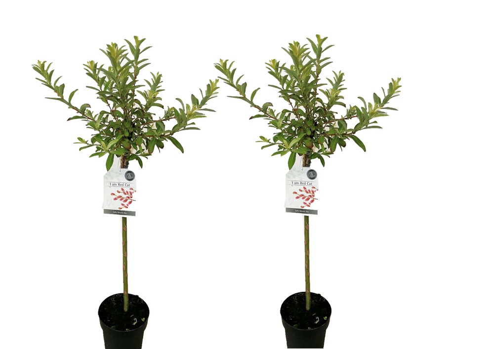 Saule gracile - set de 2 - salix gracilistyla 'mount aso' - h100-110cm ...