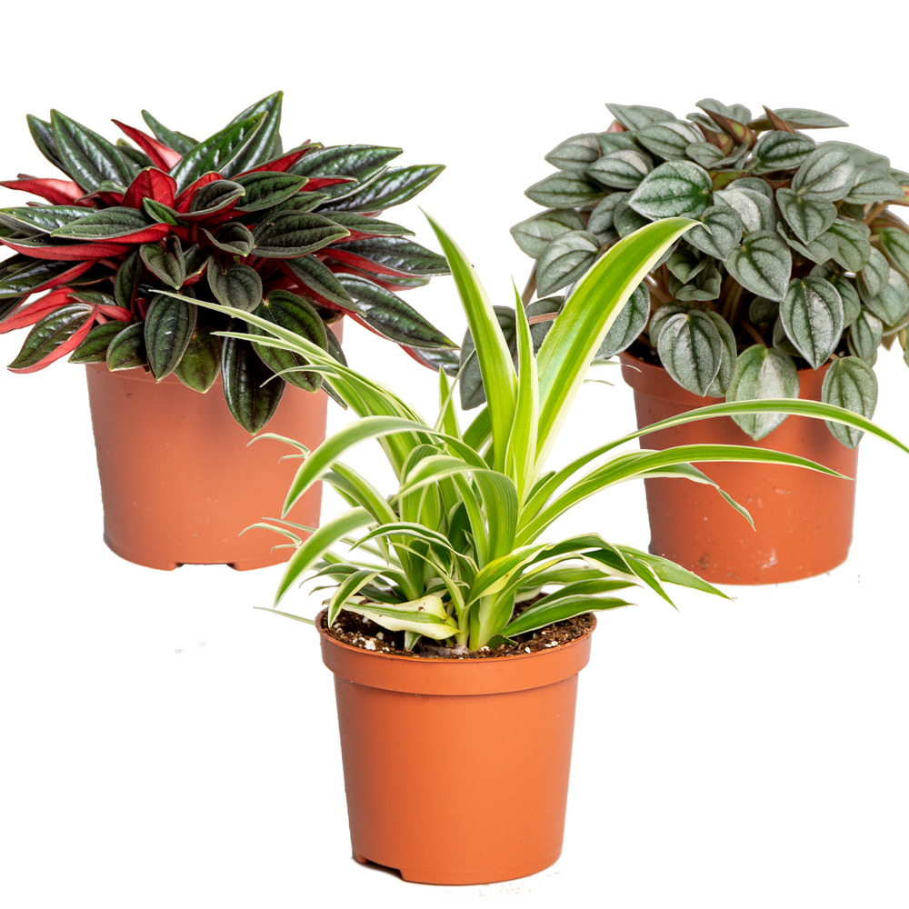 Mini plantes d'intérieur mixtes 3x - p7h15 | Truffaut