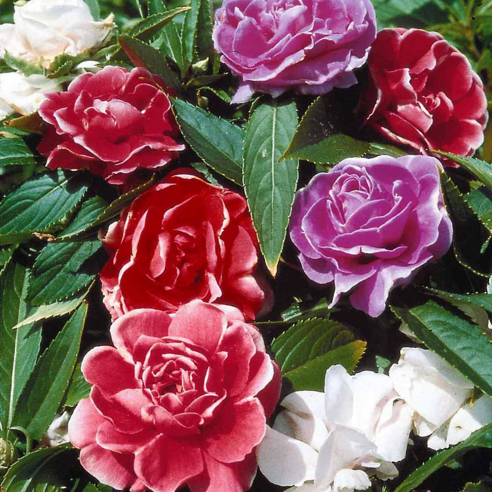 Balsamine à fleurs de camélia en mélange, le sachet / 1.5g / ±150 ...