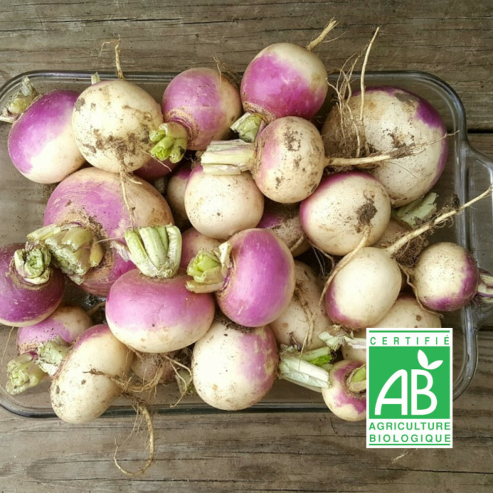 Graines de navet de milan rouge à collet vert bio/[-]sachet | Truffaut