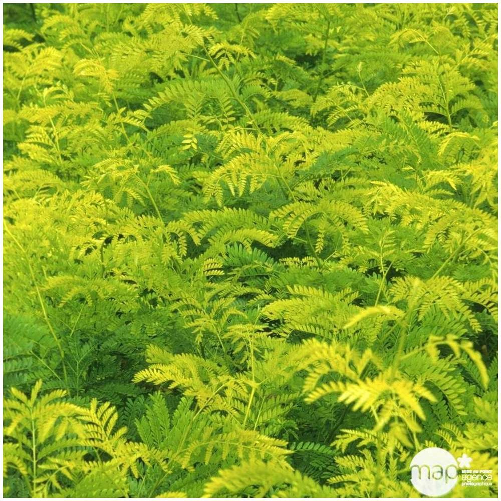 Gleditsia triacanthos 'sunburst' : baliveau h150/200 cm ctr 10 litres | Truffaut