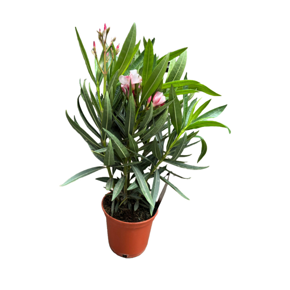 Laurier rose pot 14 cm | Truffaut