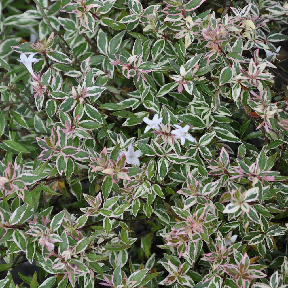 Abelia grandiflora confetti c4l. | Truffaut