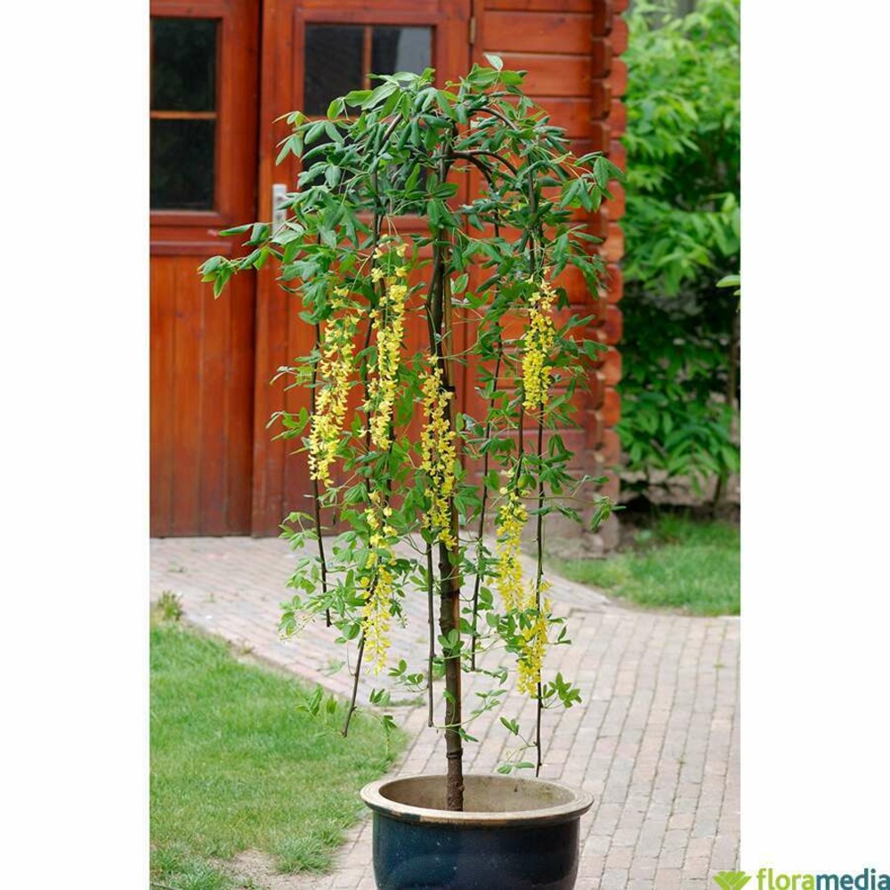 Laburnum alpinum 'pendulum':1/2 tige pot 15l | Truffaut