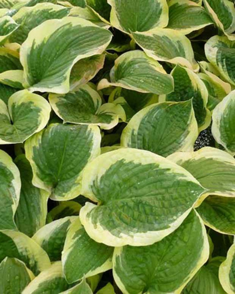 Hosta formal attire - le pot / ø 9cm | Truffaut