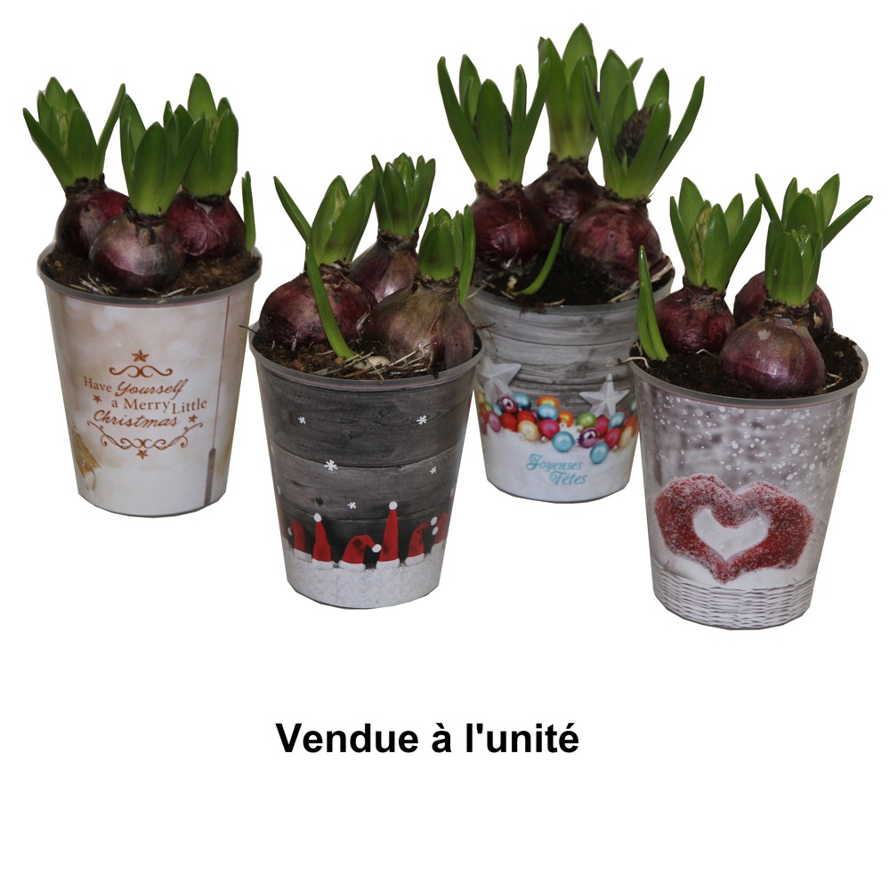 Jacinthe p12 cm avec cache pot noël | Truffaut